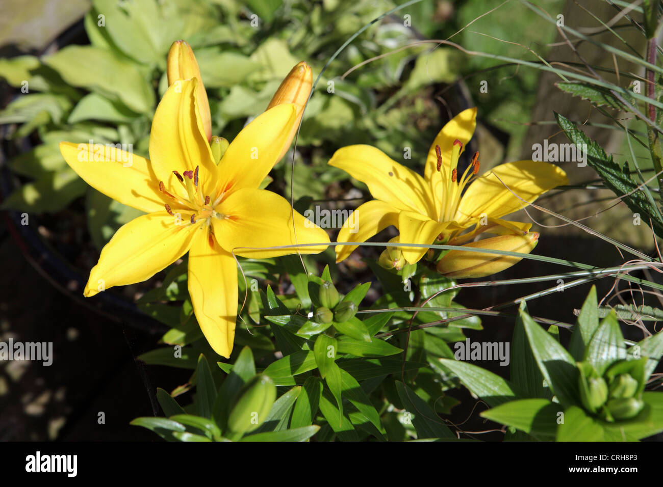 Two beautiful bright yellow Lily flowers in full bloom, green foliage ...