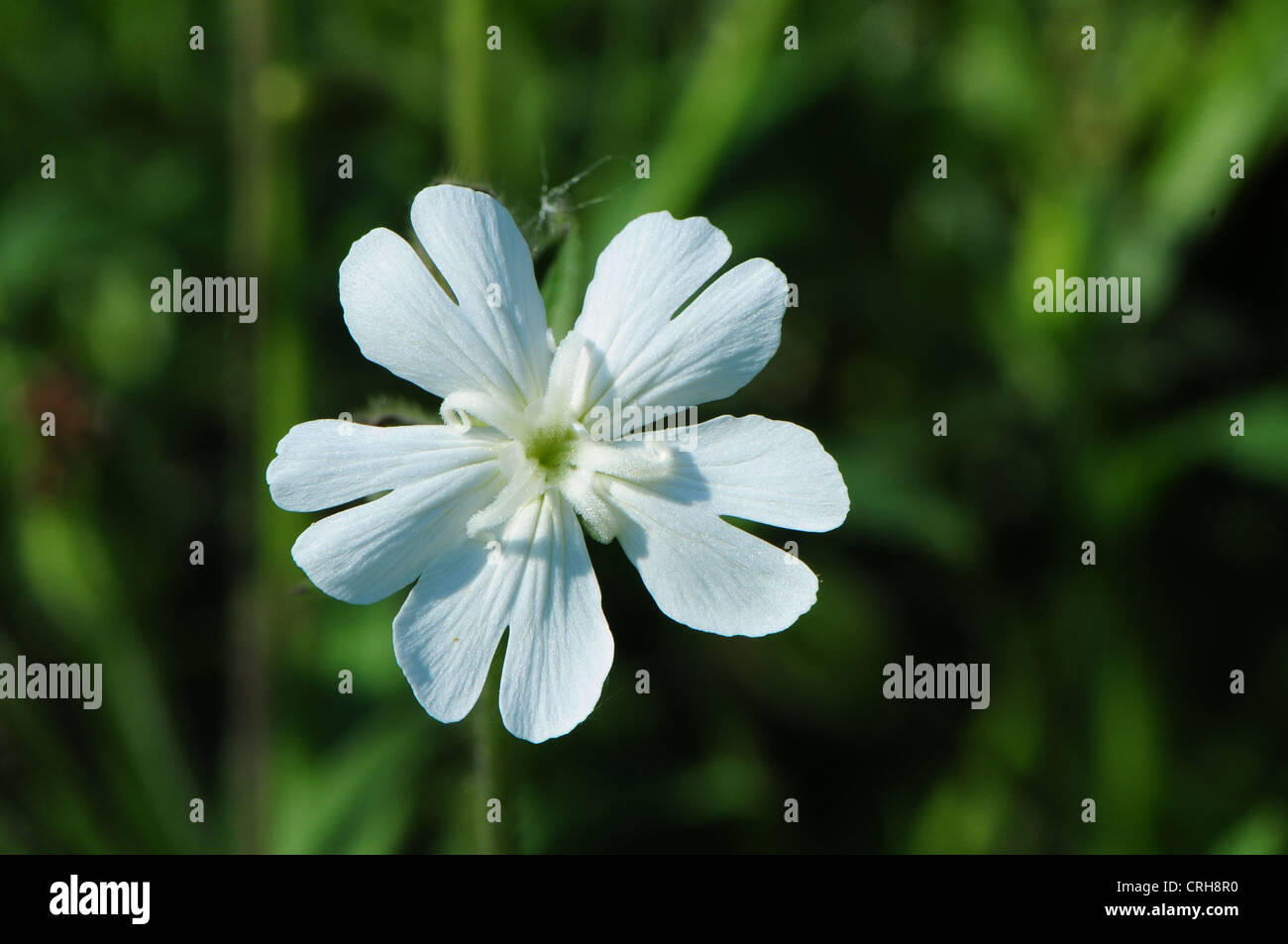 Flower of White Campion Silene alba Stock Photo - Alamy