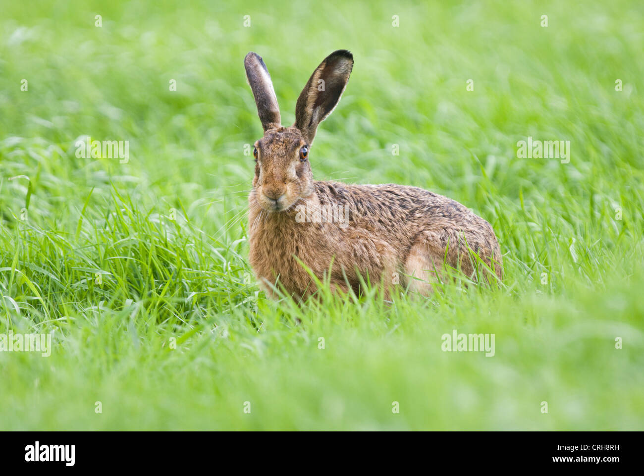 Hare (Lepus europaeus) in grass Stock Photo - Alamy