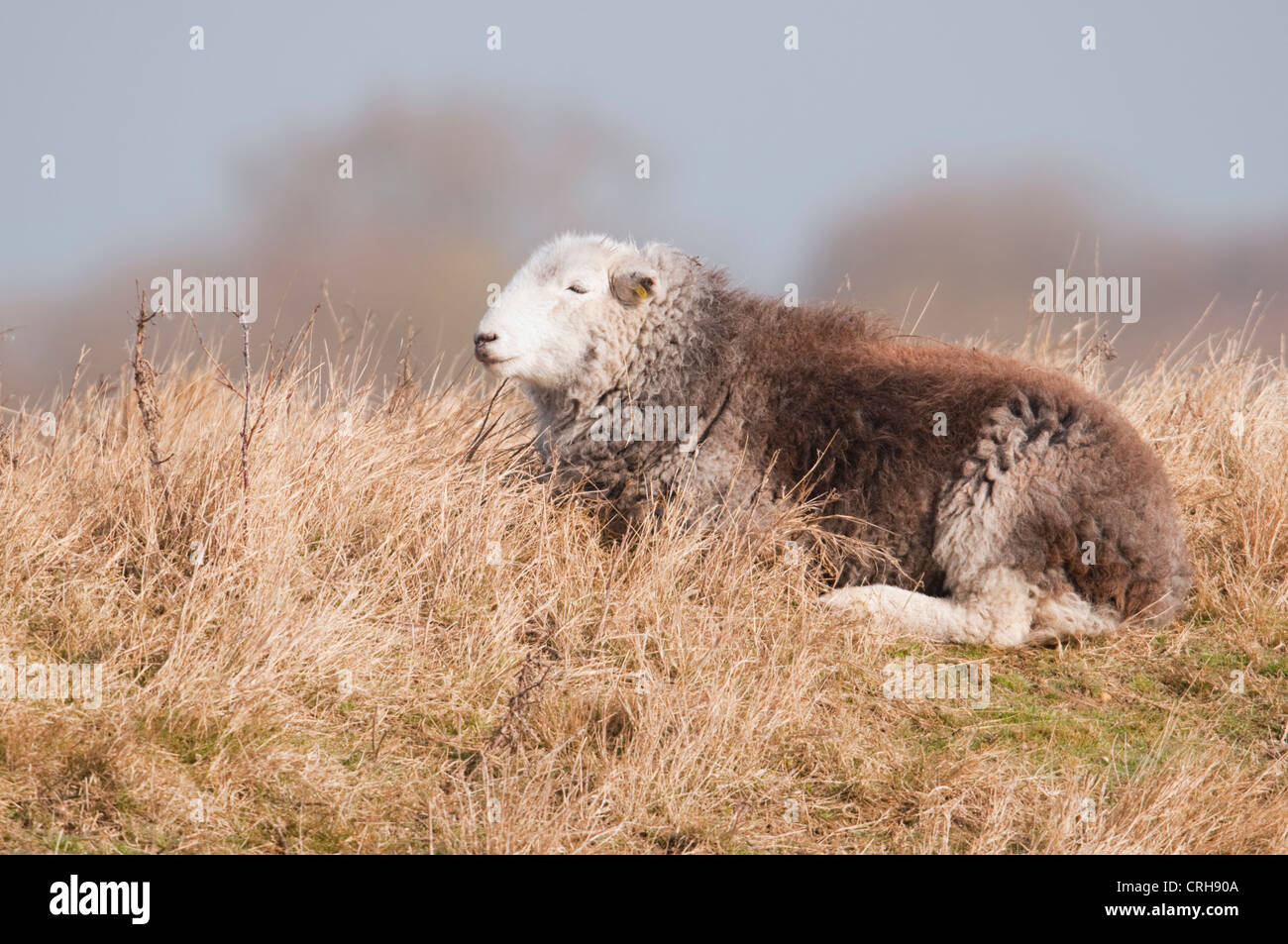 Sheep lying down sheep hi-res stock photography and images - Alamy