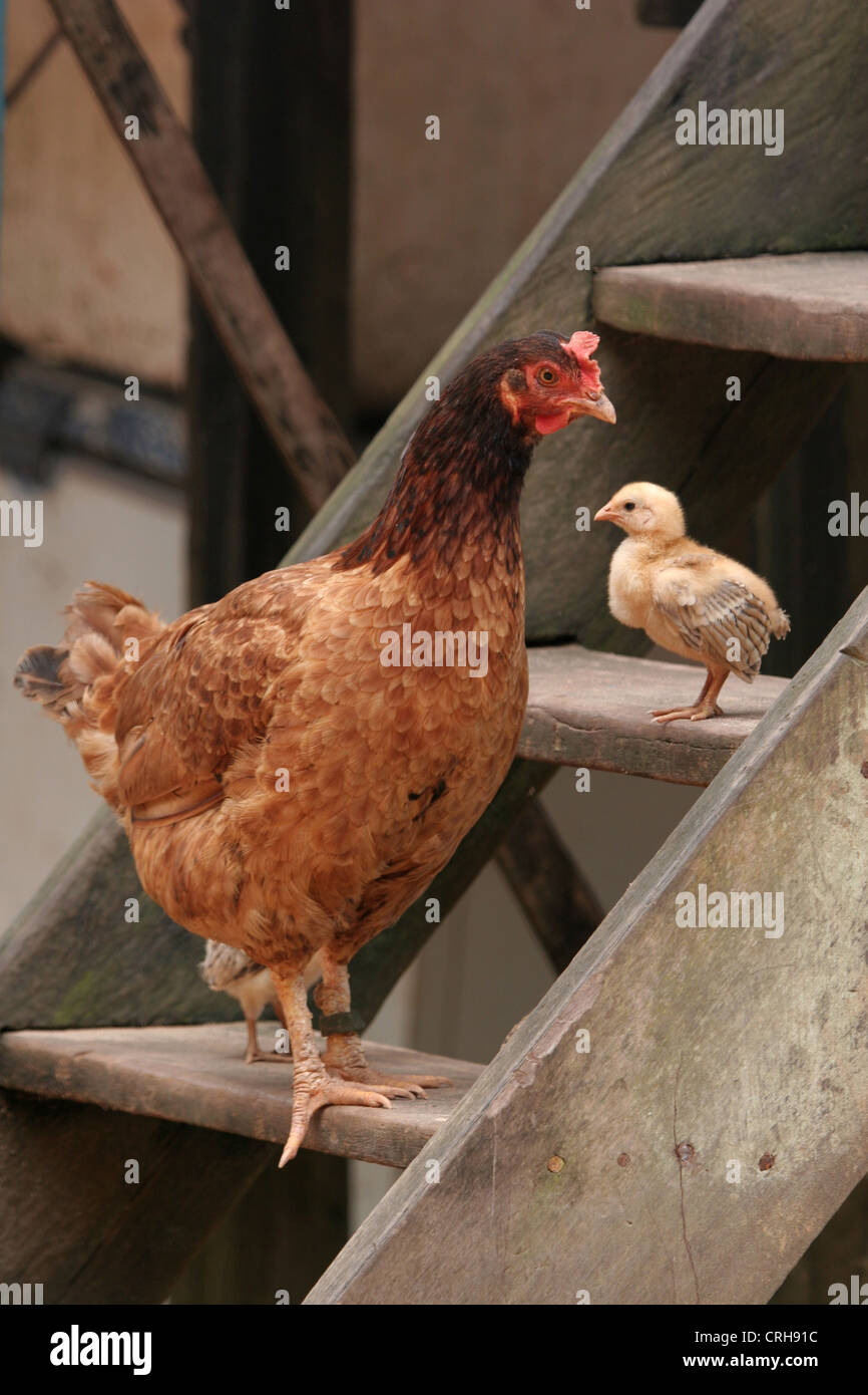 Hen' and chick hi-res stock photography and images - Alamy