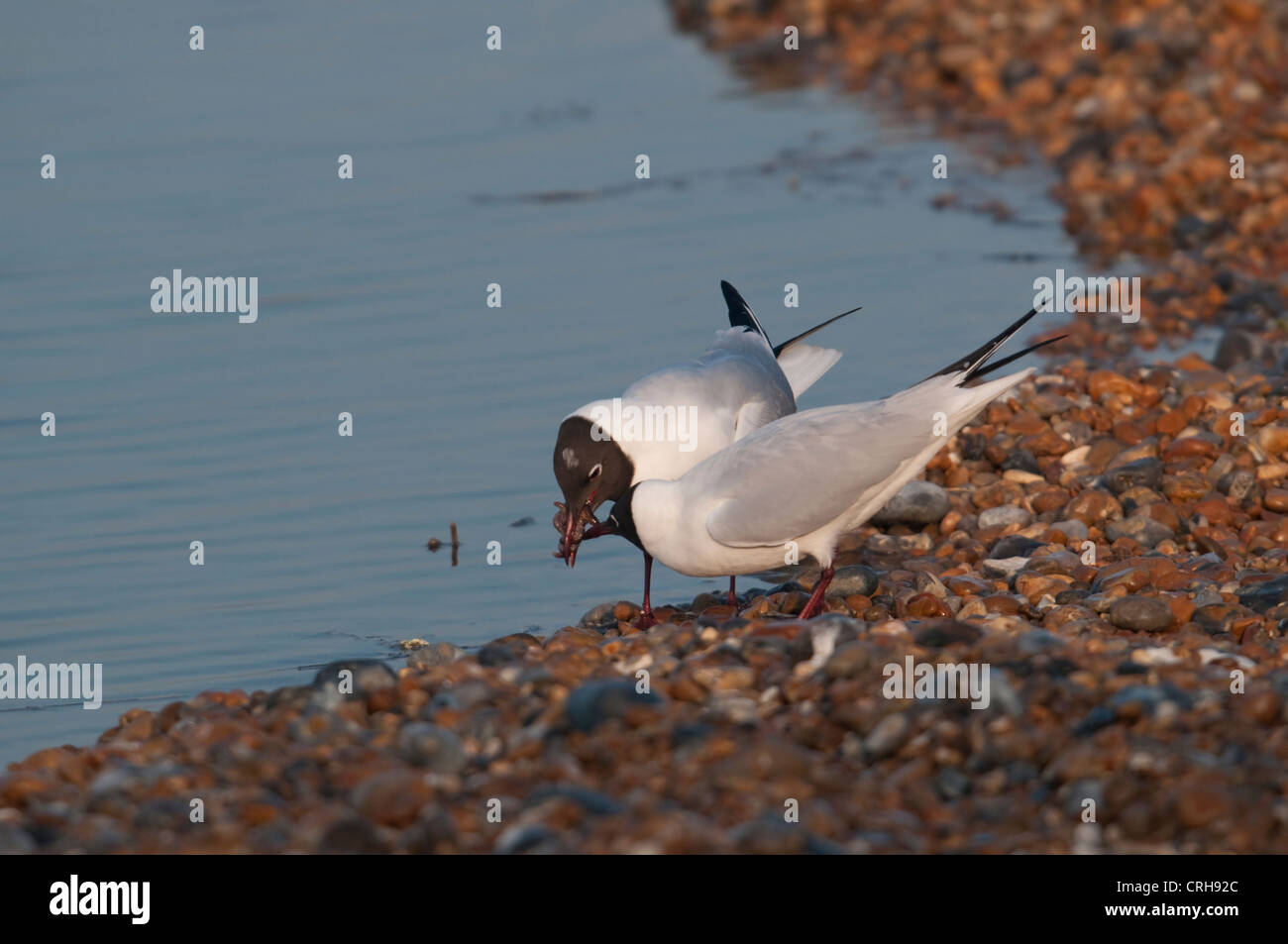 Black Headed Gull pair involved in courtship, male regurgitating food ...