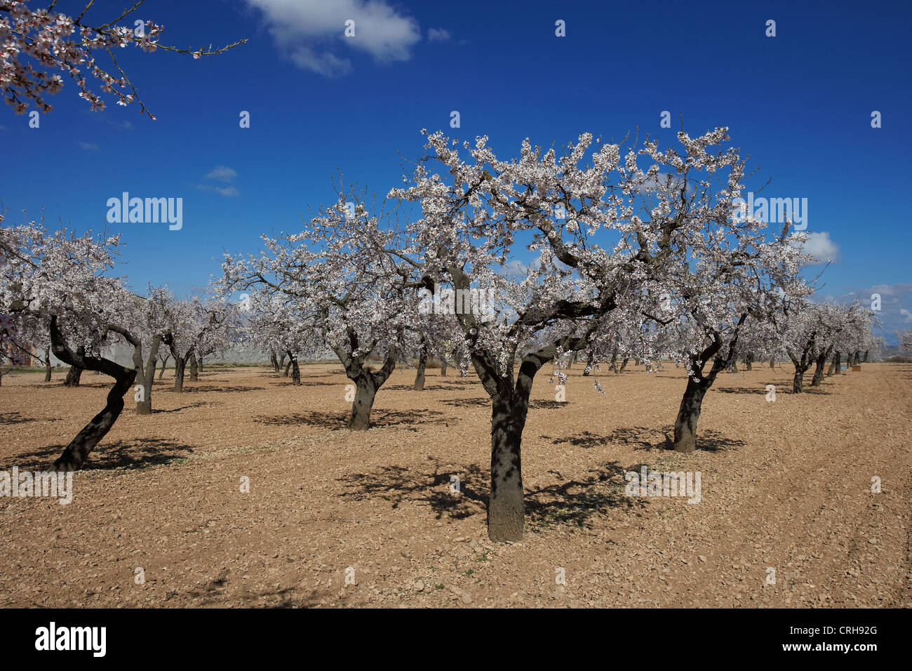Almond trees with flowers in spring Stock Photo - Alamy