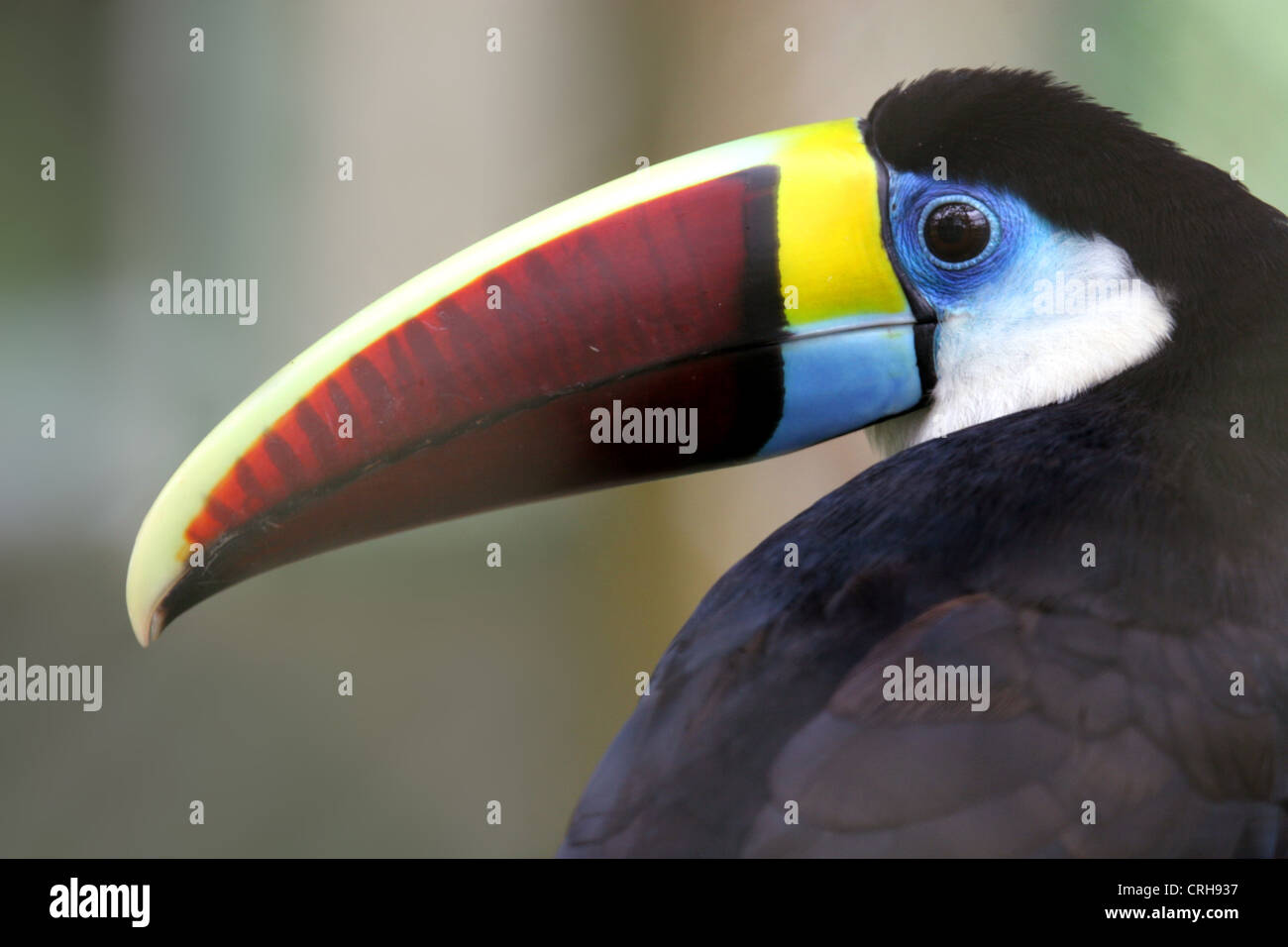 Bill bird hi-res stock photography and images - Alamy