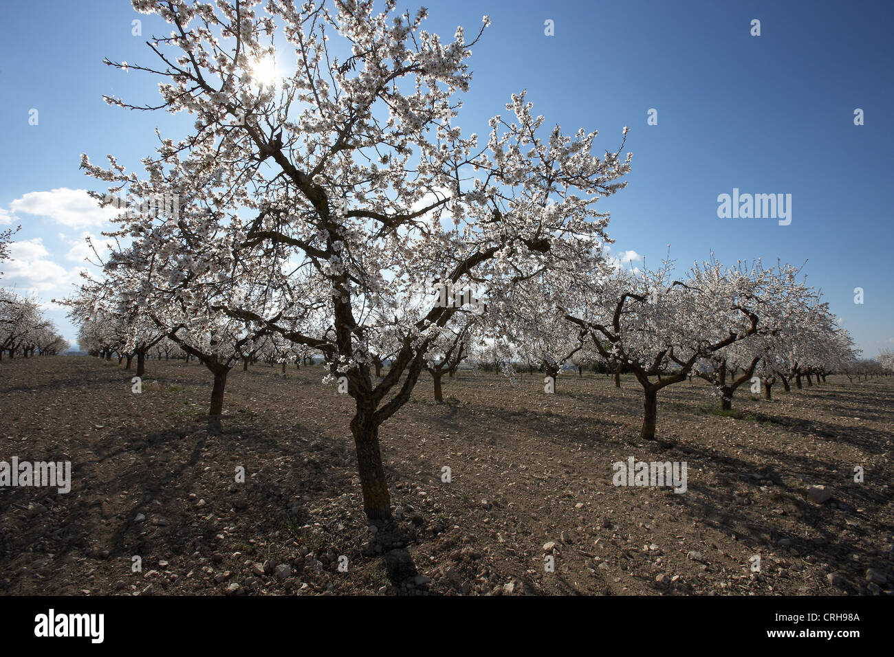 Almond trees with flowers in spring Stock Photo - Alamy