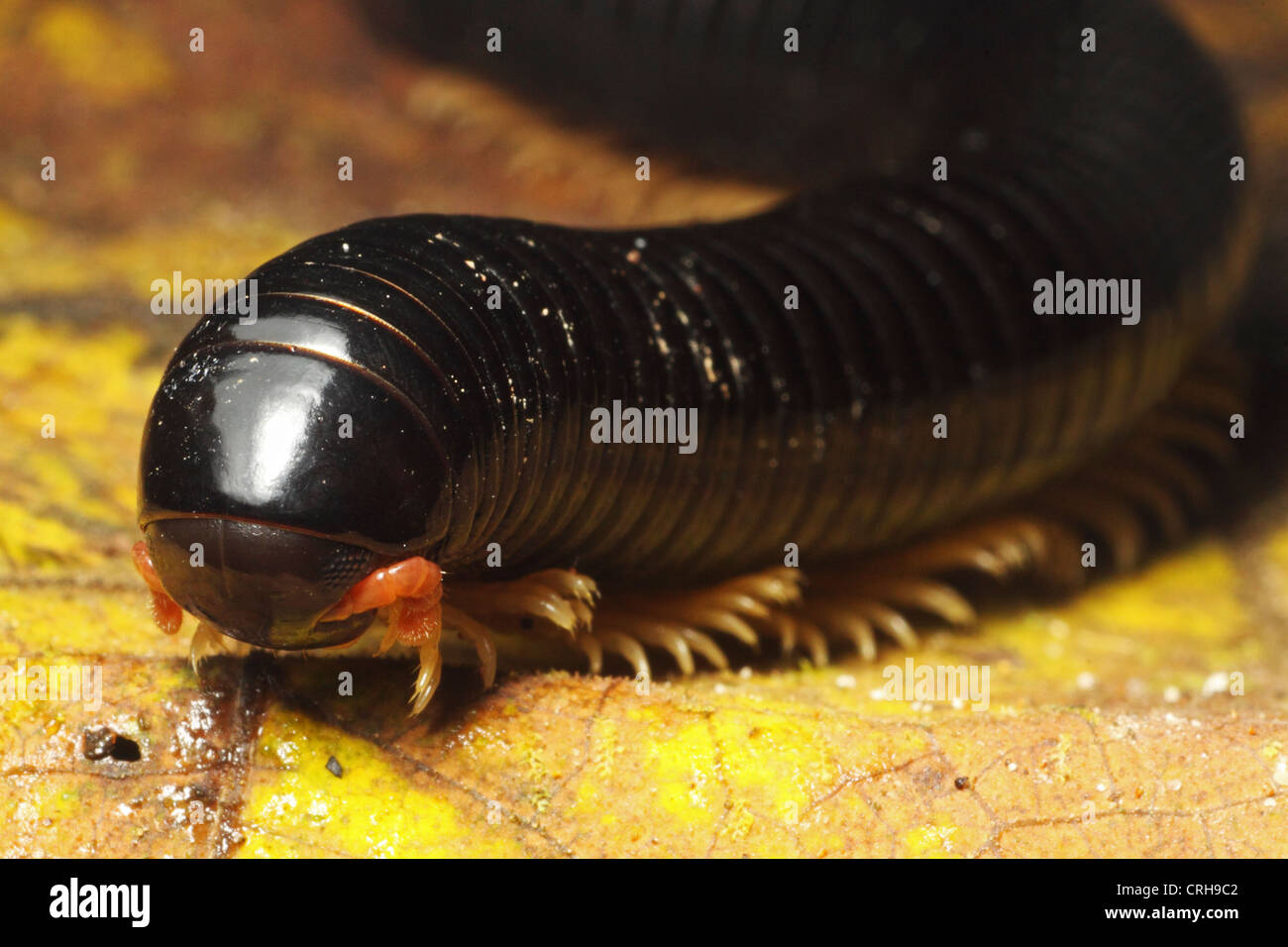 Millipede hi-res stock photography and images - Alamy
