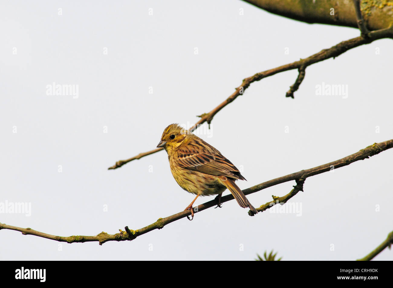 Groundfeeders hi-res stock photography and images - Alamy
