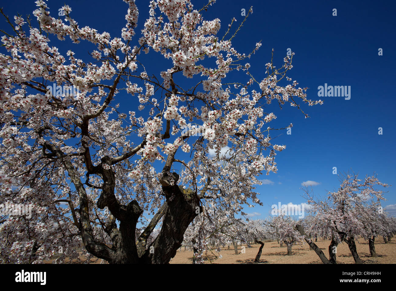 Almond trees with flowers in spring Stock Photo - Alamy
