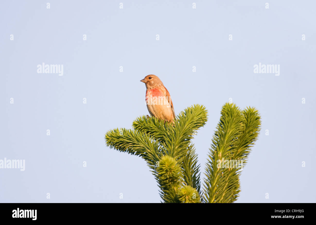 Linnet bird hi-res stock photography and images - Alamy