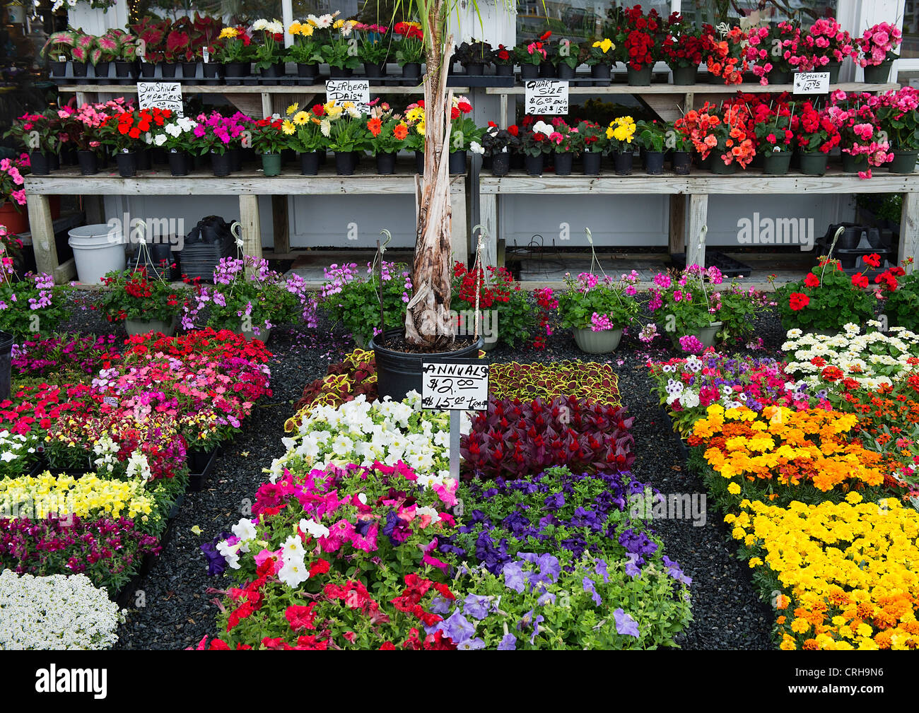 Annual flower selection at a garden center Stock Photo - Alamy