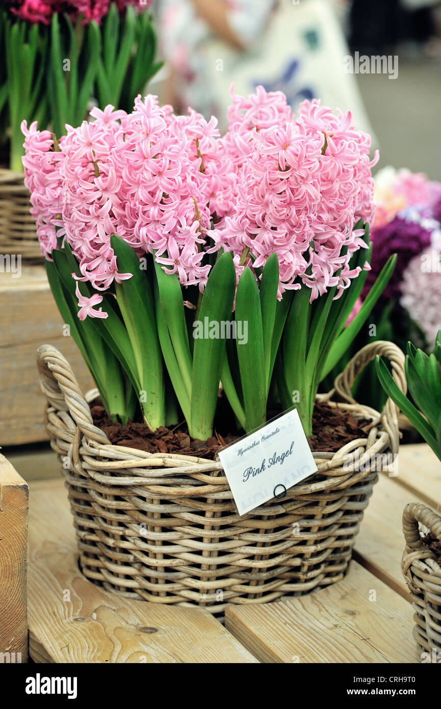 Chelsea Flower Show 2012 Pink Hyacinth Stock Photo - Alamy