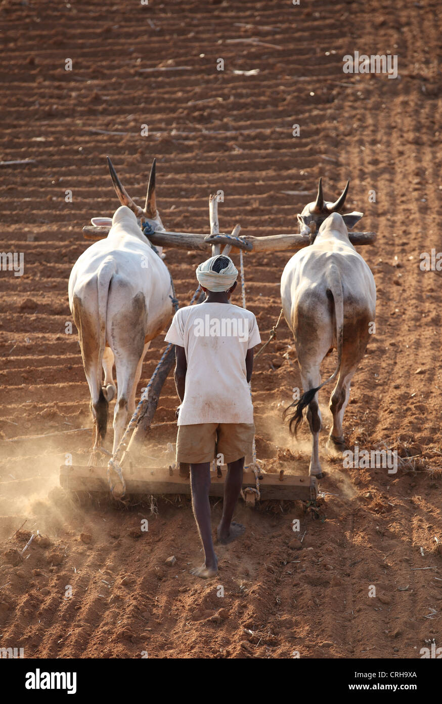 Indian farmer working in his field Andhra Pradesh South India Stock ...
