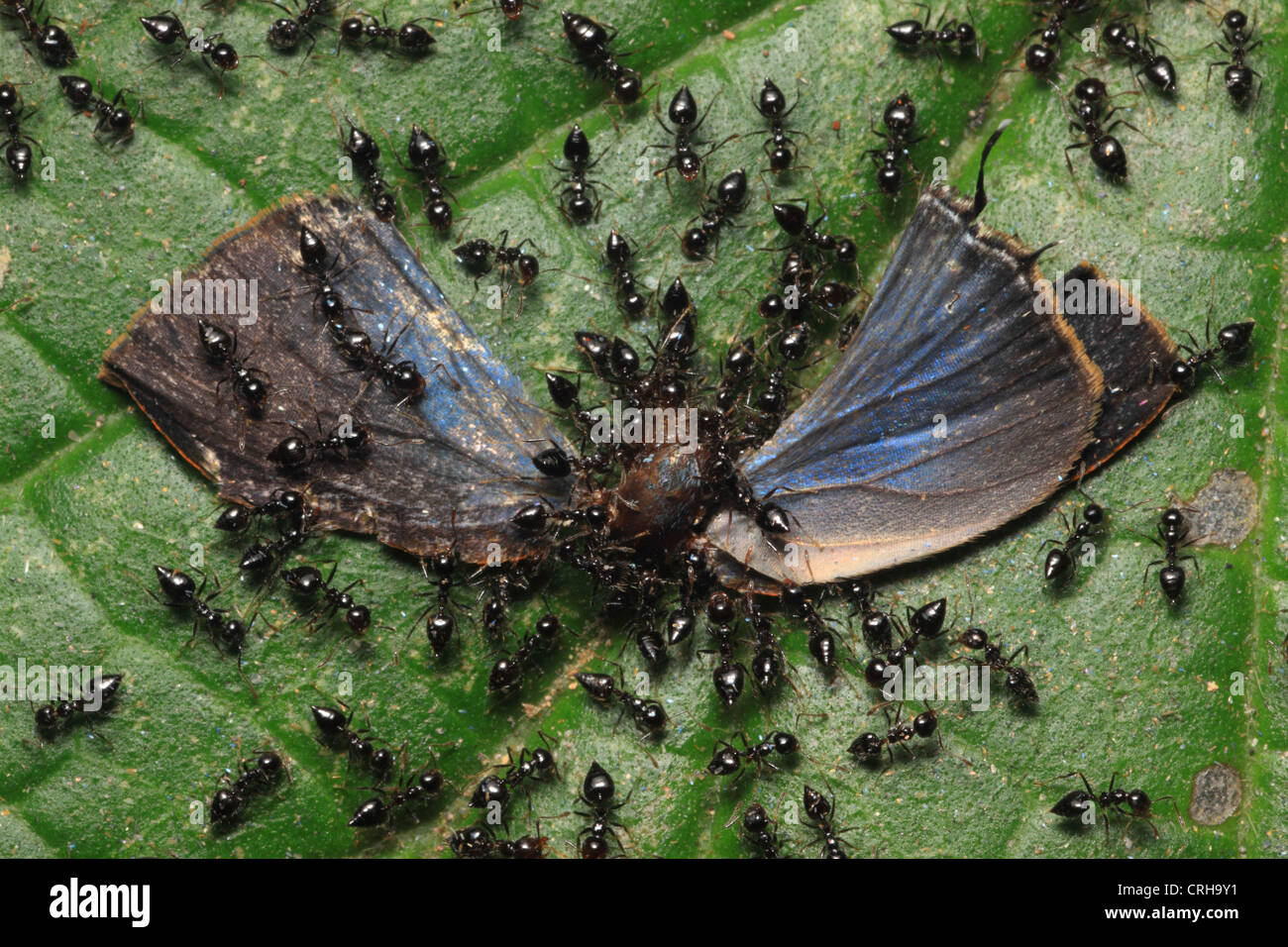 Ants taking apart a dead butterfly in rainforest. Corcovado National ...