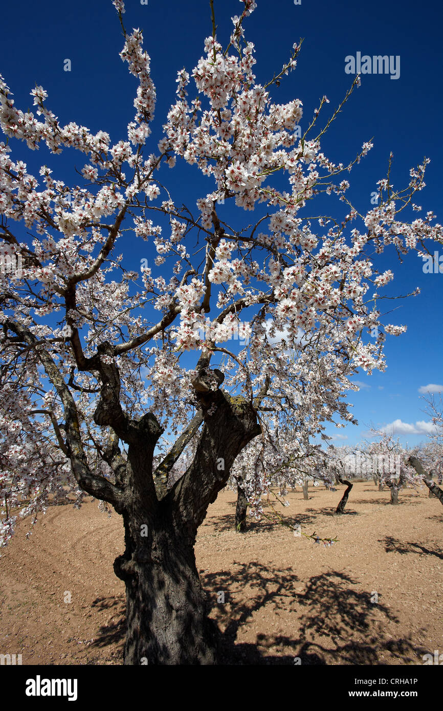 Almond trees with flowers in spring Stock Photo - Alamy