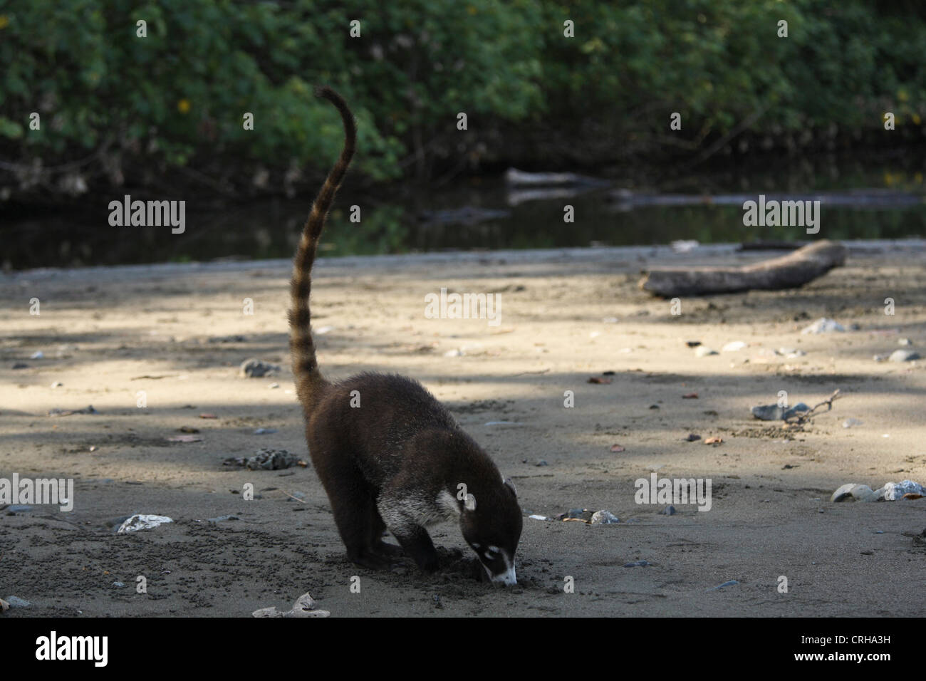 White-nosed Coati (Nasua narica) digging for crabs, Corcovado National ...