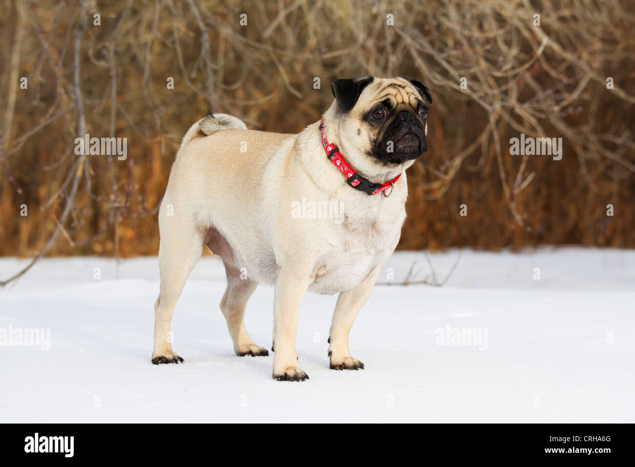 Pet pug dog hi-res stock photography and images - Alamy