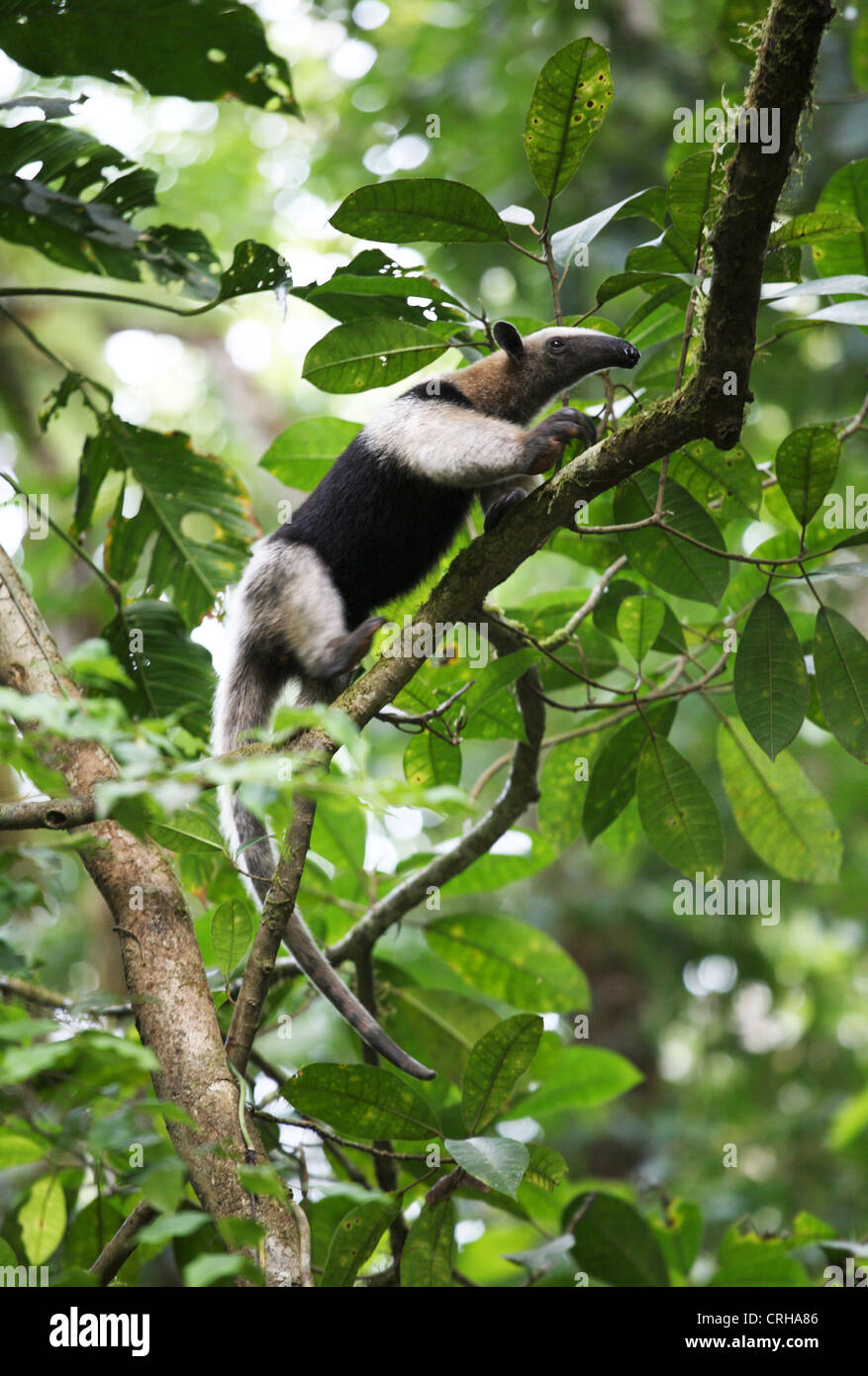 Northern tamandua hi-res stock photography and images - Alamy