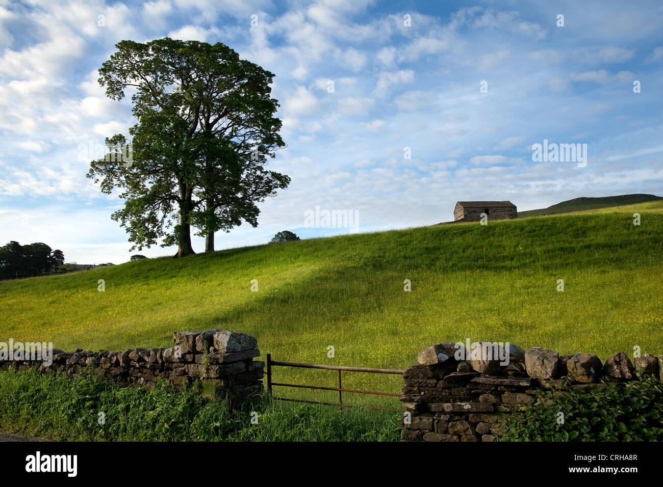 Flowering Meadowland, Farm Pasture, countryside farmland with tree and ...