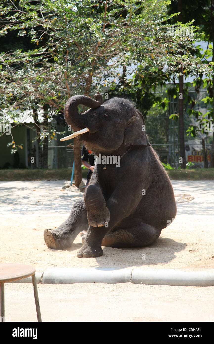 It's a photo of a poor young elephant doing a show for tourist. It's an ...
