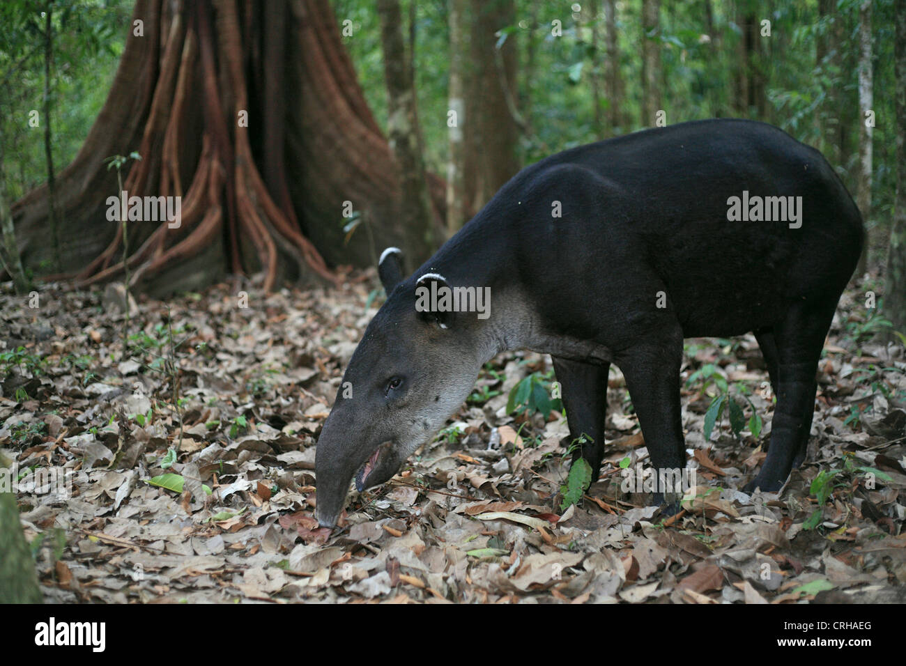 Baird’s Tapir (Tapirus bairdii) feeding on fallen fruit near fig tree ...