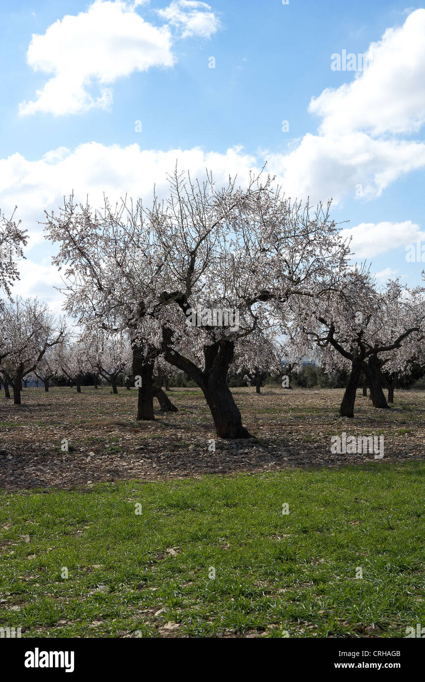 Almond trees with flowers in spring Stock Photo - Alamy