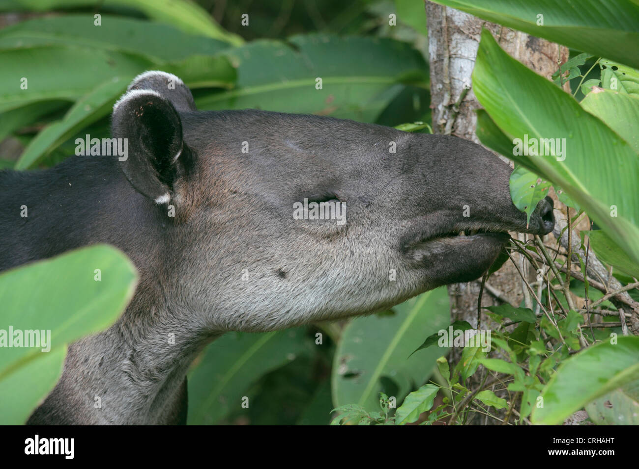 Baird’s Tapir (Tapirus bairdii) feeding in rainforest. Corcovado ...