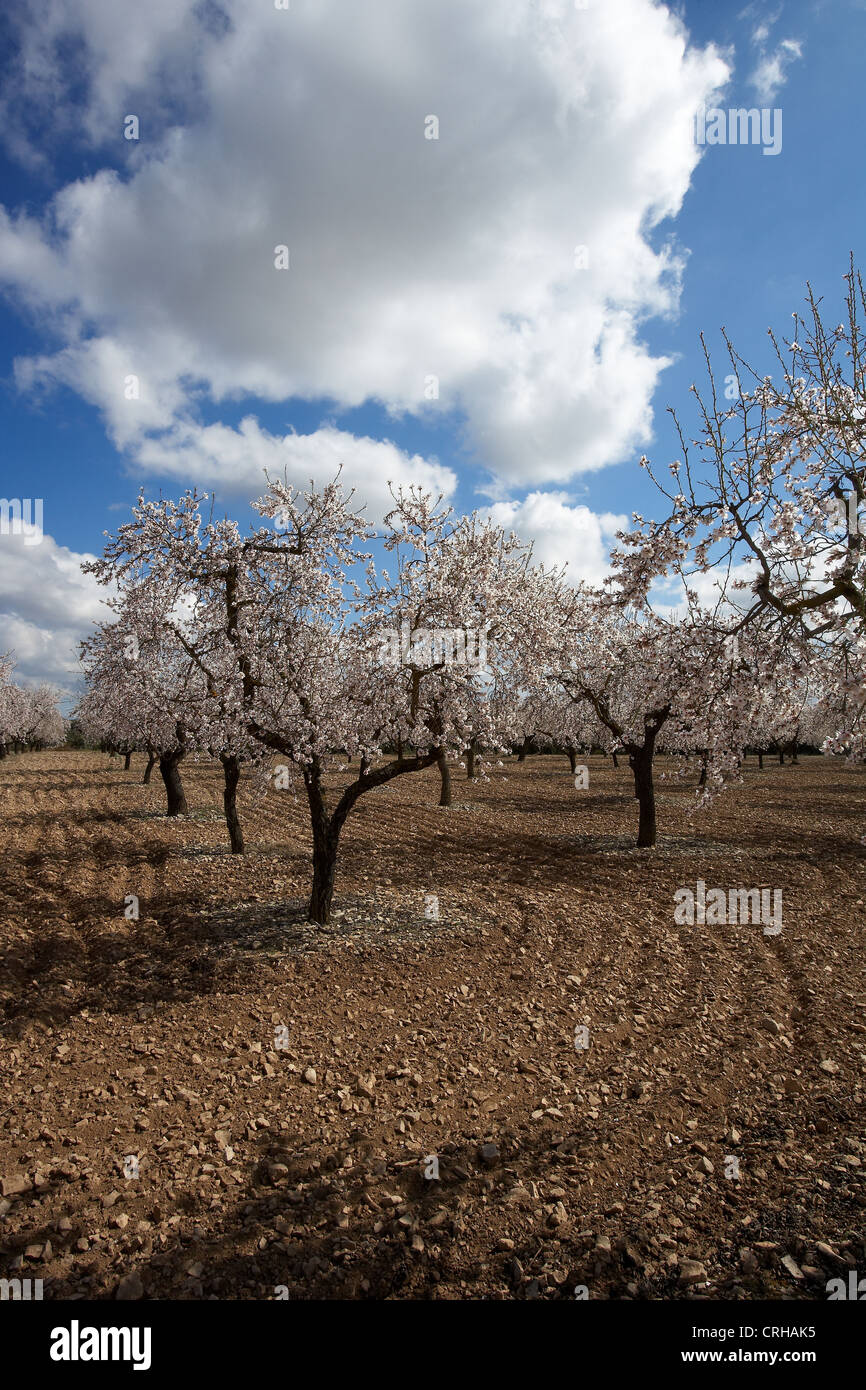 Almond trees with flowers in spring Stock Photo - Alamy