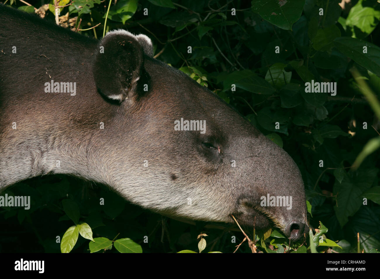 Tapir eating hi-res stock photography and images - Alamy