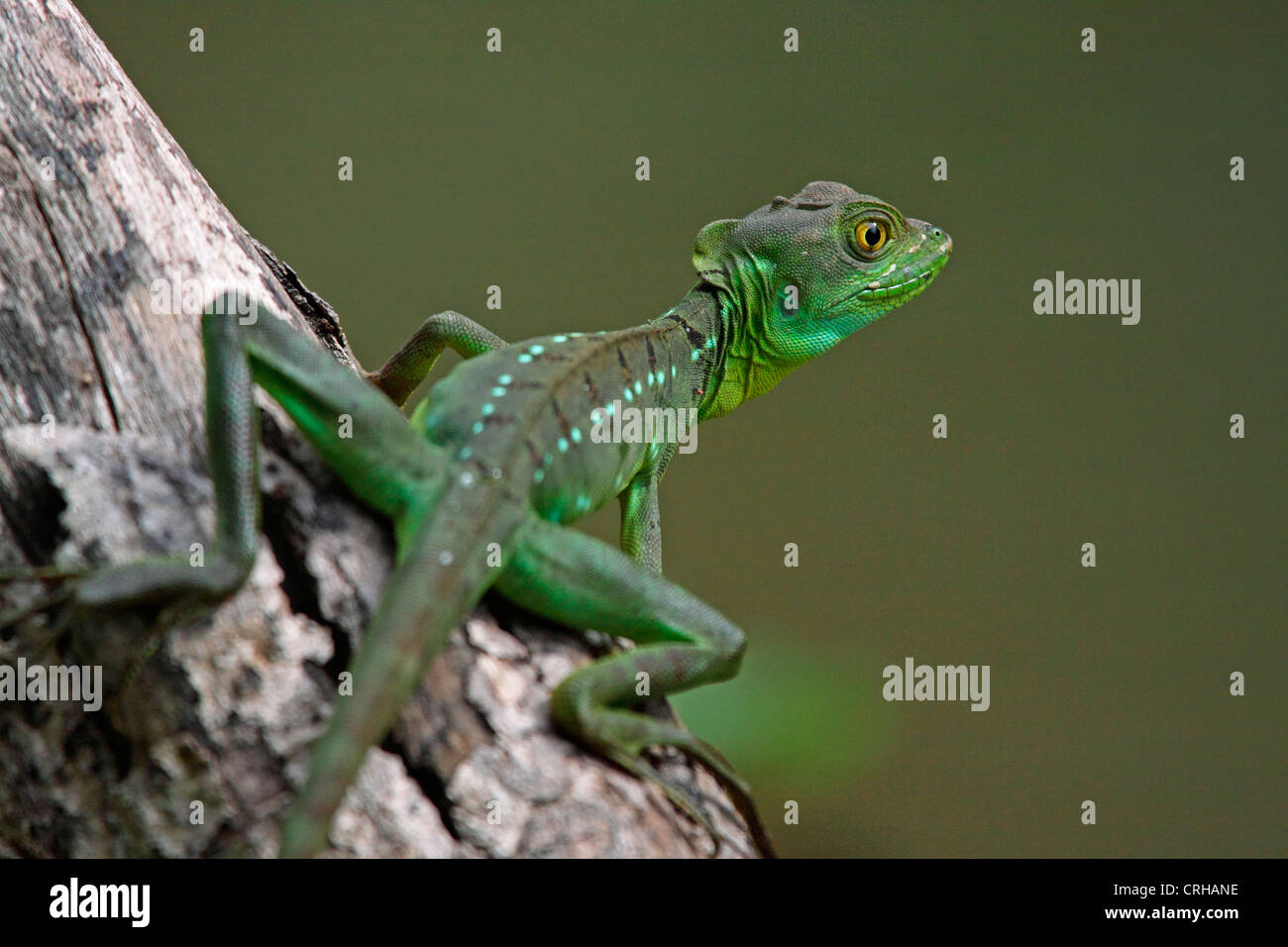 Juvenile Green Basilisk (Basiliscus plumifrons) in rainforest ...