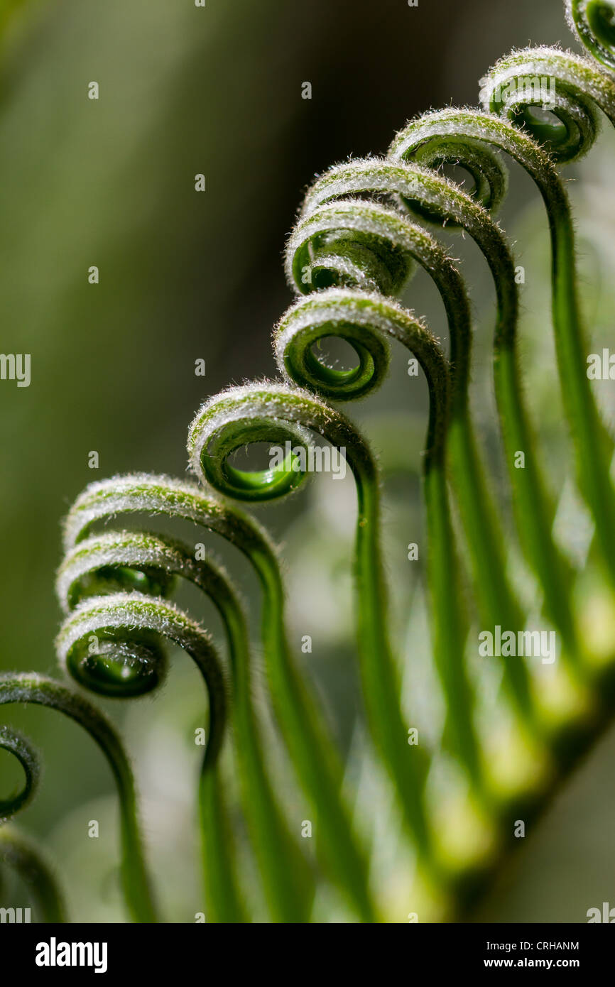 Emerging leaf of the sago palm (Cycas revoluta) plant in cultivation ...
