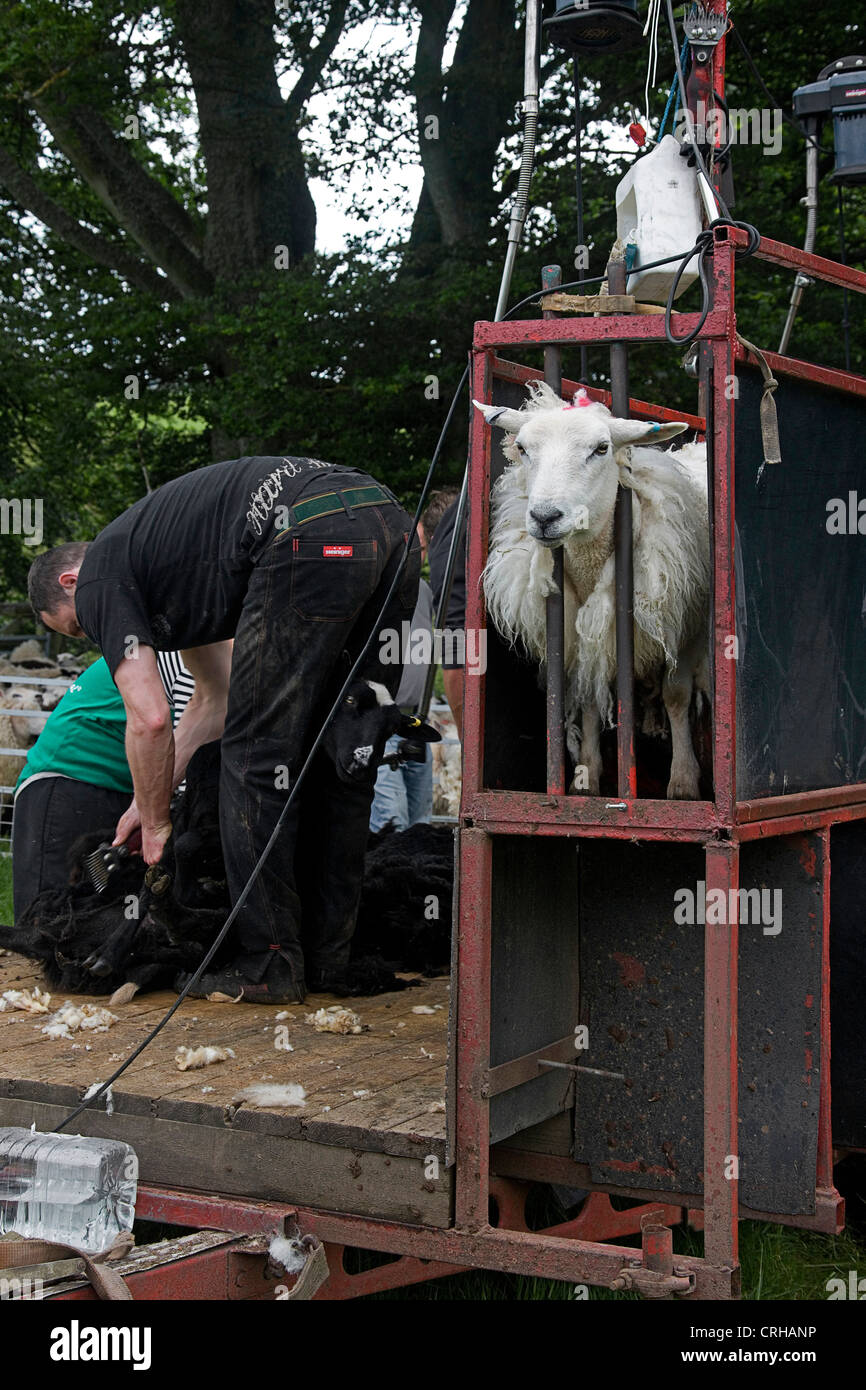 Sheep shearing in the Scottish borders. Scotland Stock Photo - Alamy