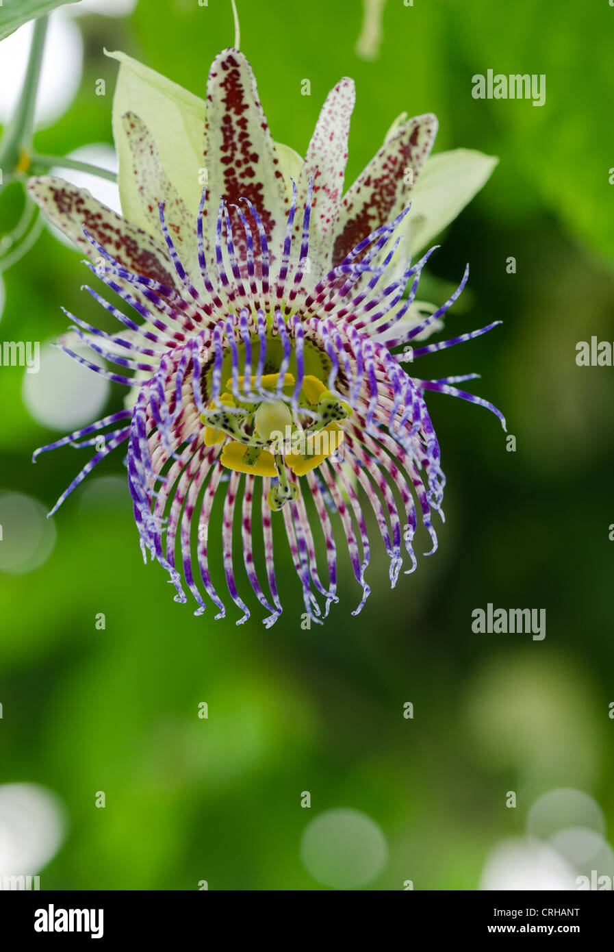 Passiflora sp hi-res stock photography and images - Alamy