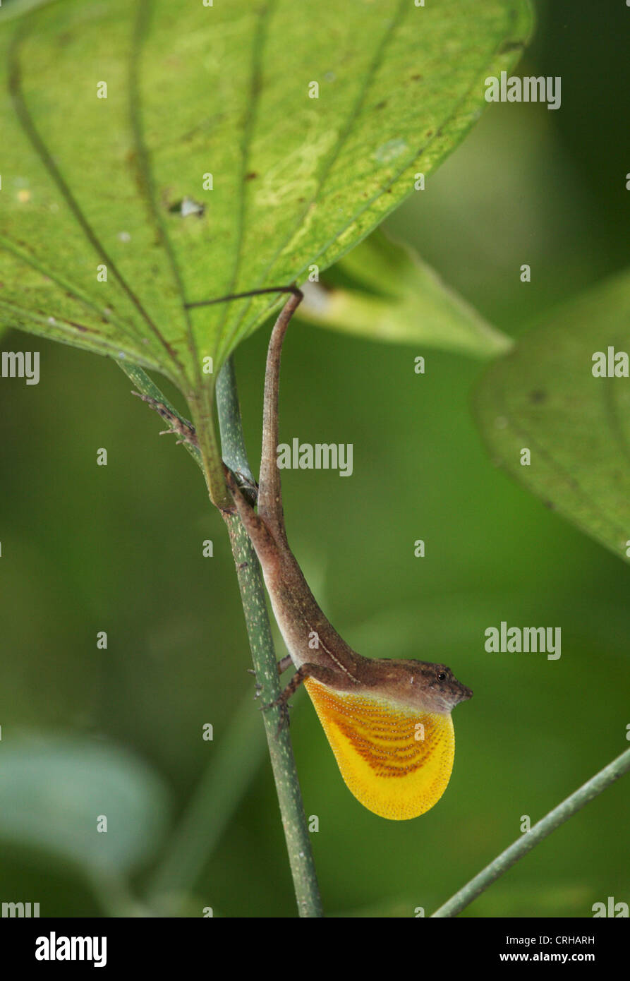 Golfo Dulce Anole lizard extending dewlap. Corcovado National Park, Osa ...