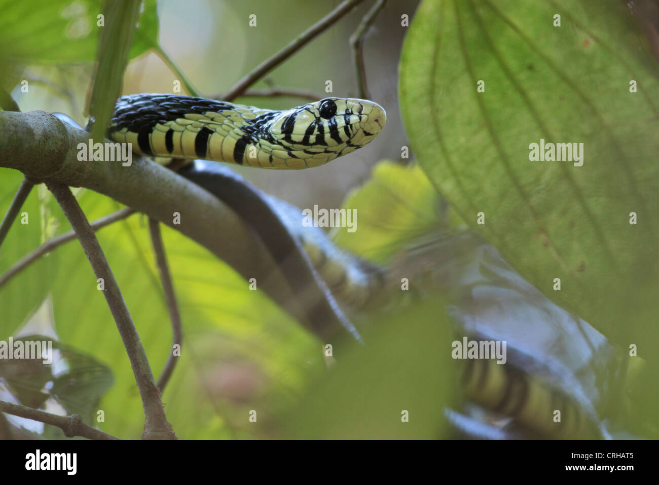 Tiger Rat Snake (Spilotes pullatus) in rainforest tree. Corcovado ...