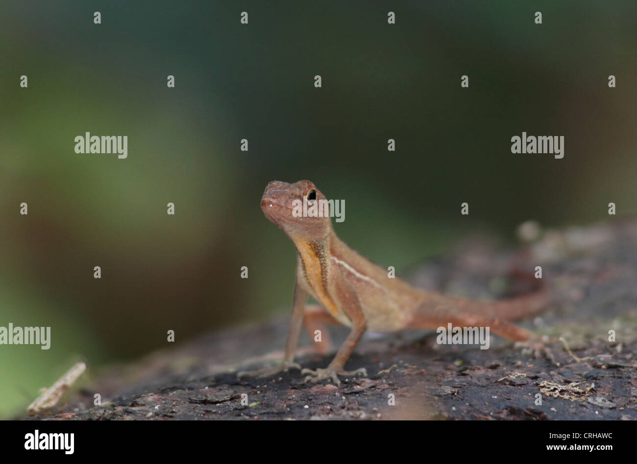 Common Anole lizard in rainforest, Corcovado National Park, Osa ...