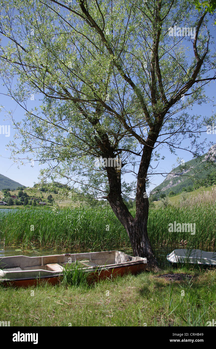Boat under tree hi-res stock photography and images - Alamy
