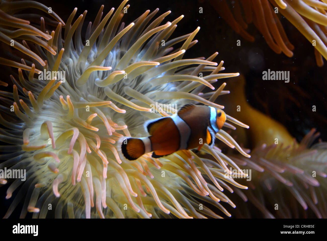 Clown fish with Sea Anemone Stock Photo - Alamy
