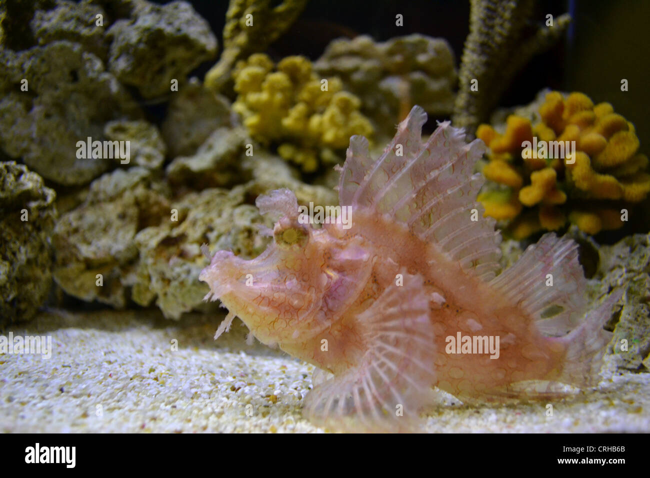 Eschmeyers scorpionfish hi-res stock photography and images - Alamy