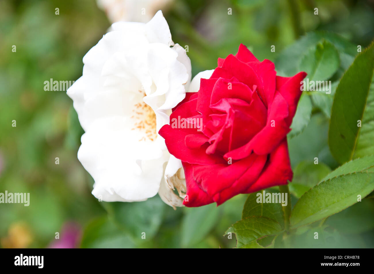 red and white rose in garden Stock Photo - Alamy