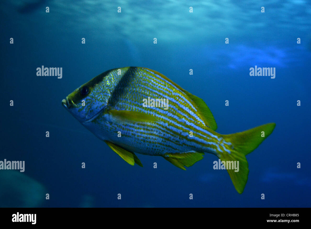 Porkfish hi-res stock photography and images - Alamy