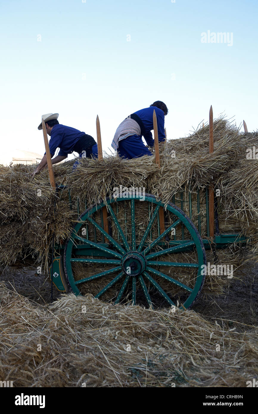 Farmers on a cart loading spikes of wheat Stock Photo - Alamy