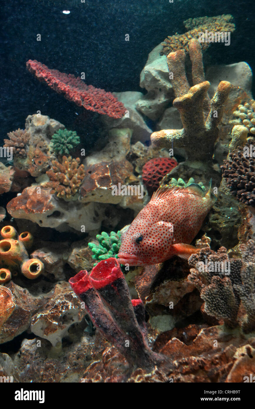 Rockcod hi-res stock photography and images - Alamy