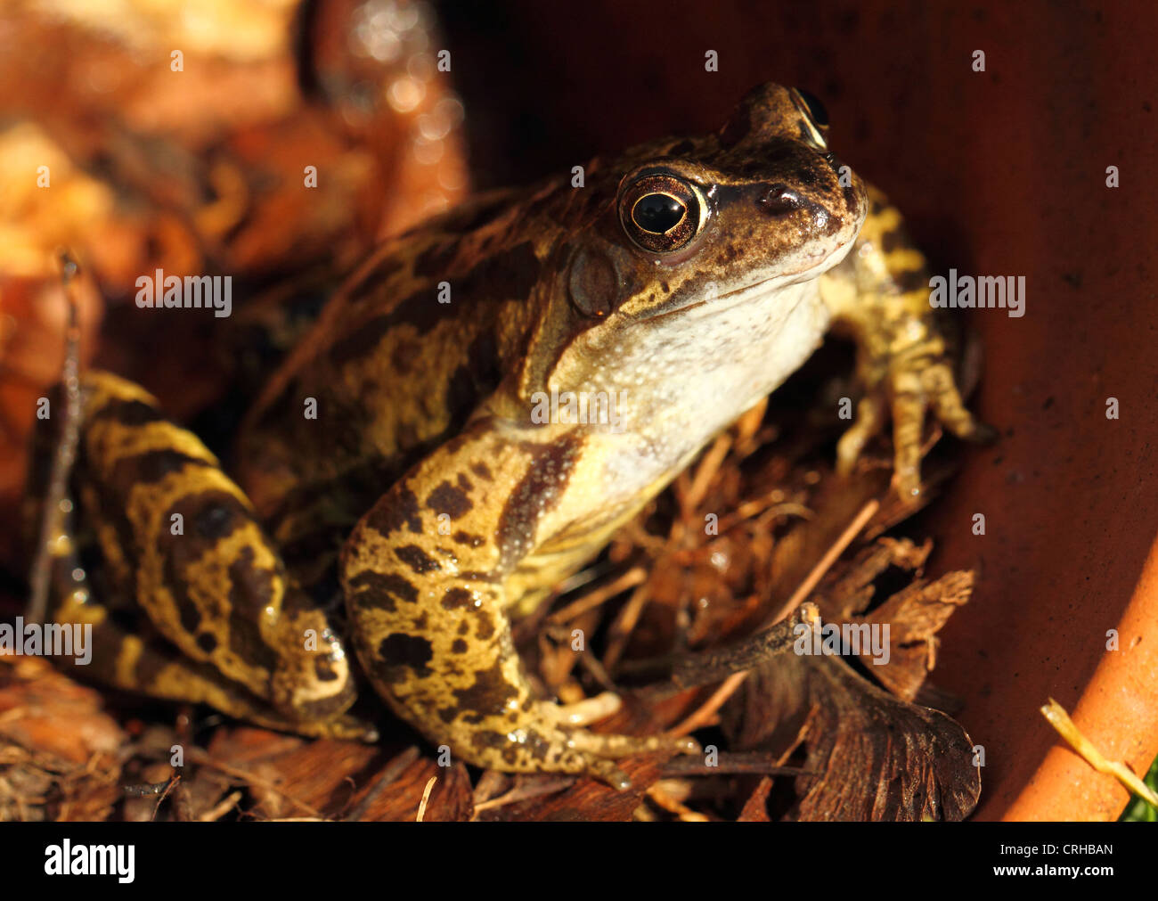 Frog in a garden Stock Photo - Alamy