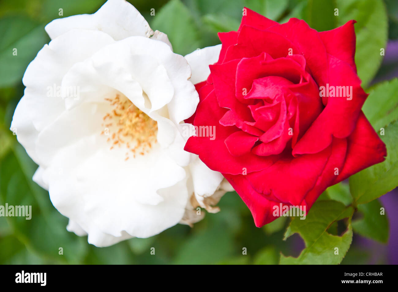 red and white rose in garden Stock Photo - Alamy
