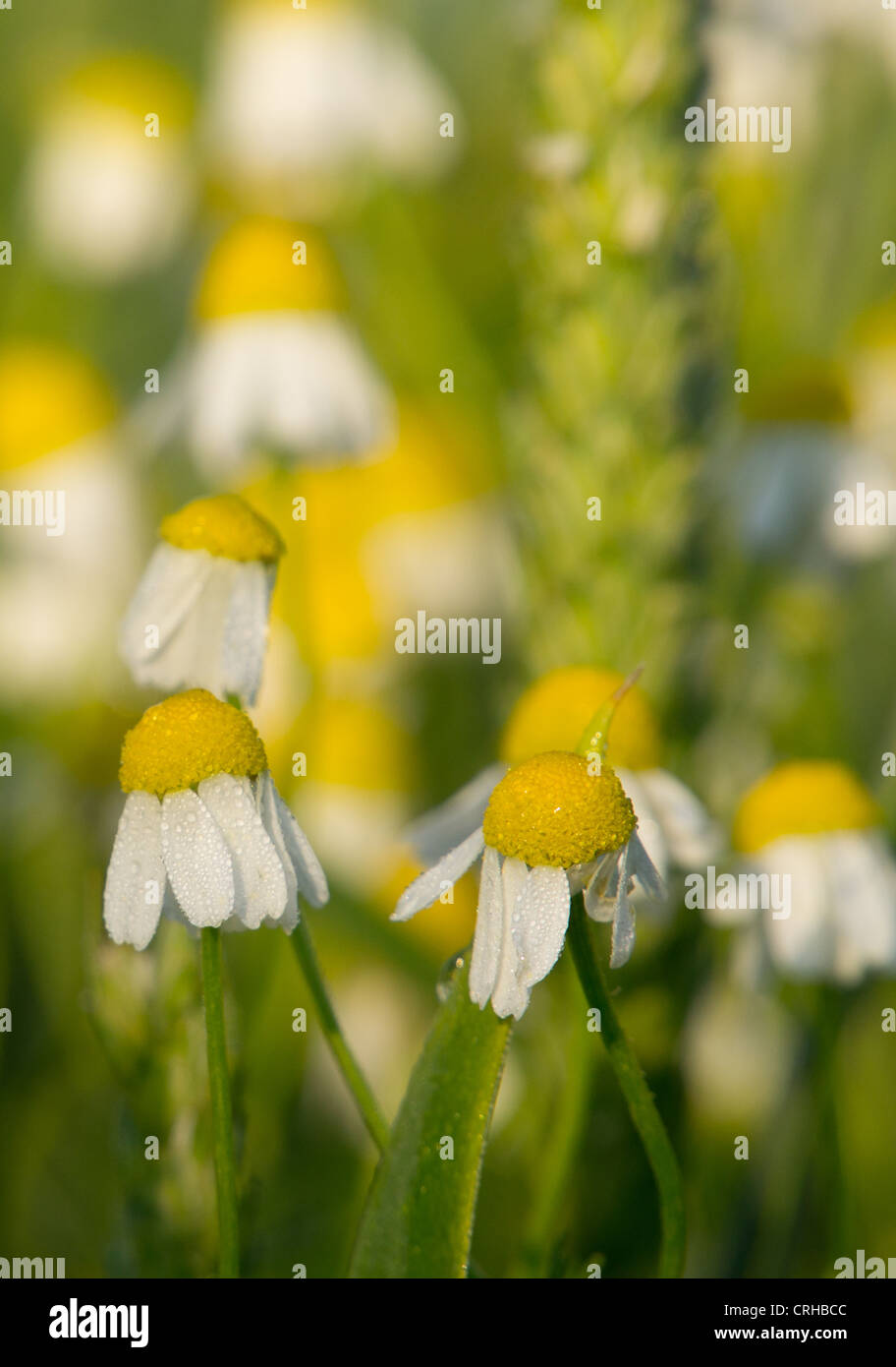 Daisy with dew hi-res stock photography and images - Alamy