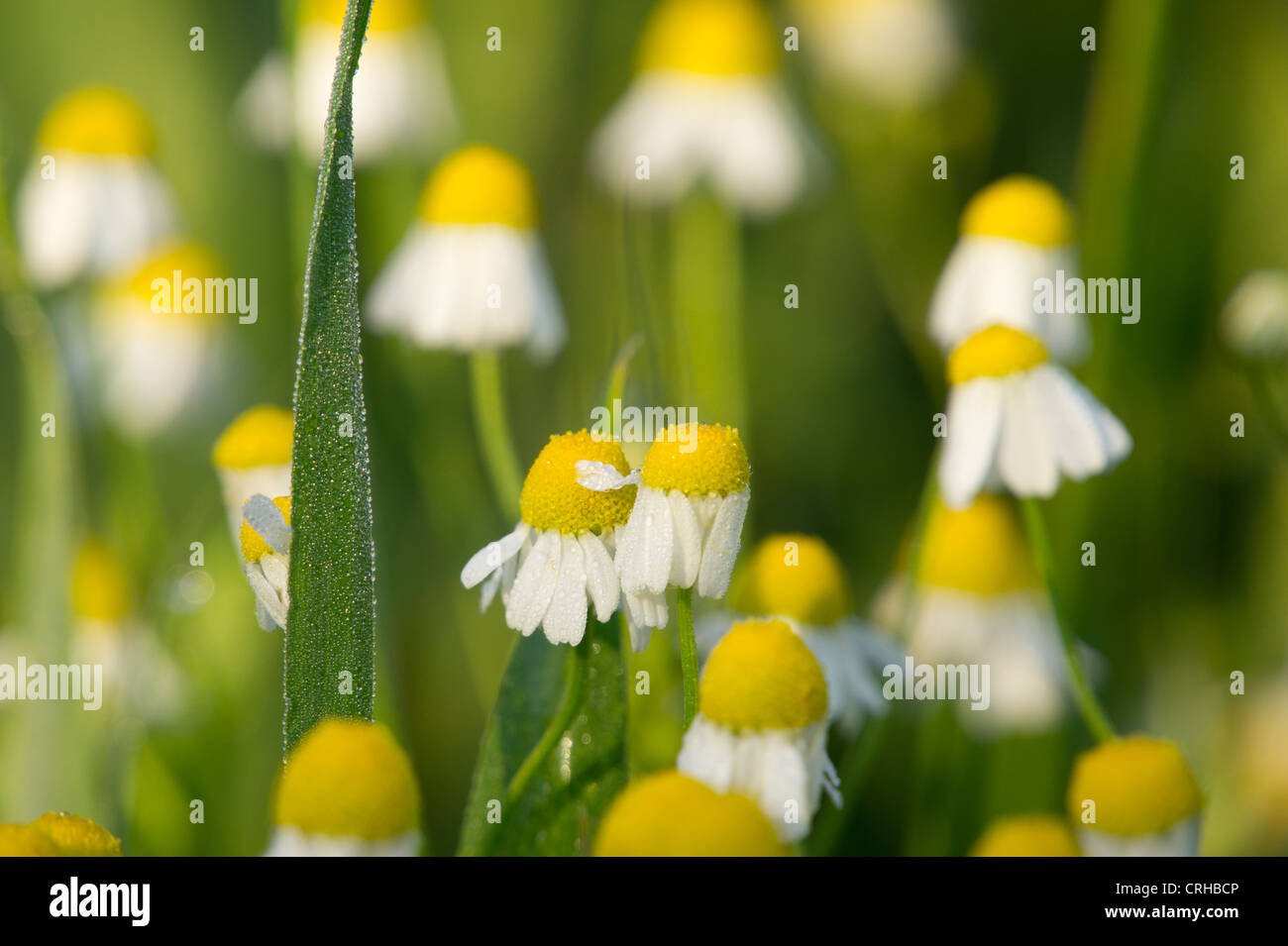 Daisy with dew hi-res stock photography and images - Alamy
