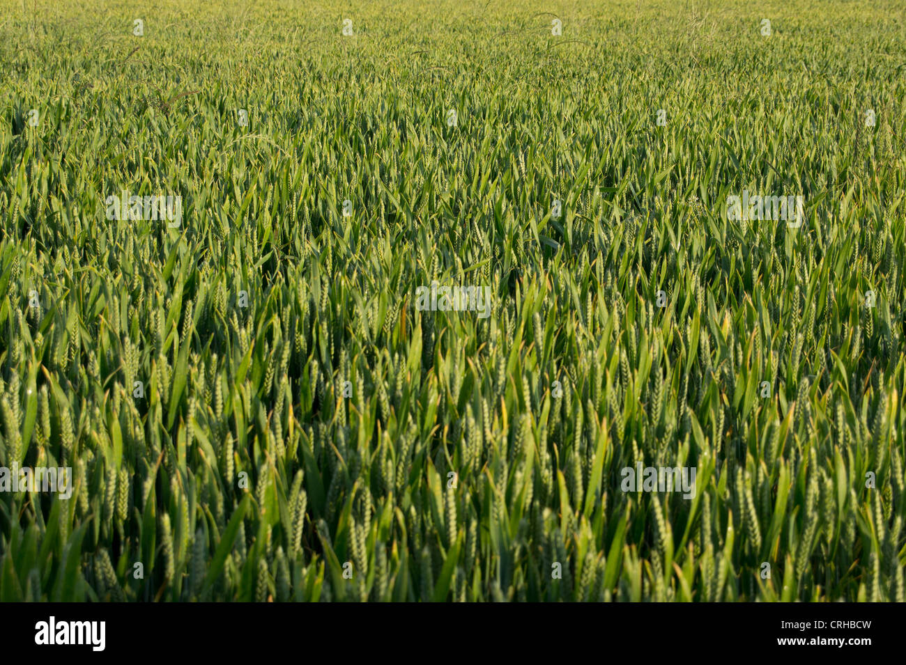 Filed of wheat Stock Photo - Alamy
