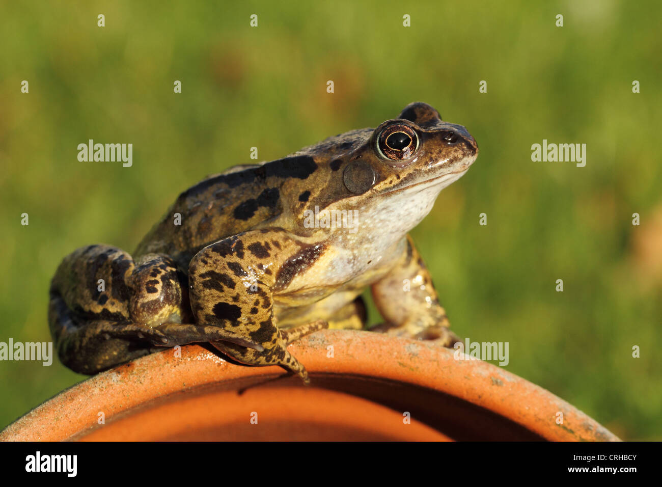 Frog in a garden Stock Photo - Alamy