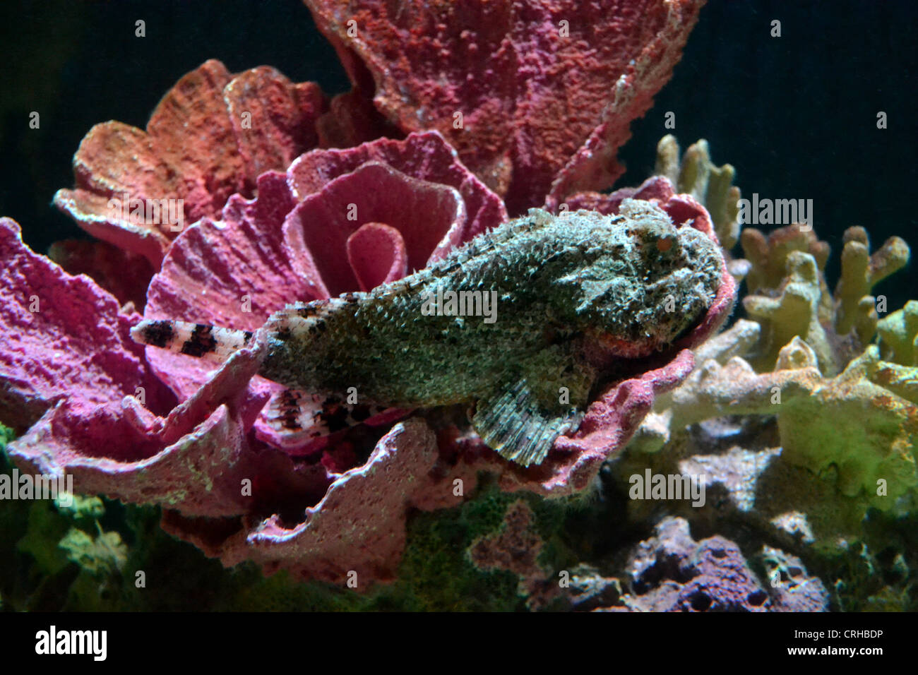 Stonefish in Coral Stock Photo - Alamy