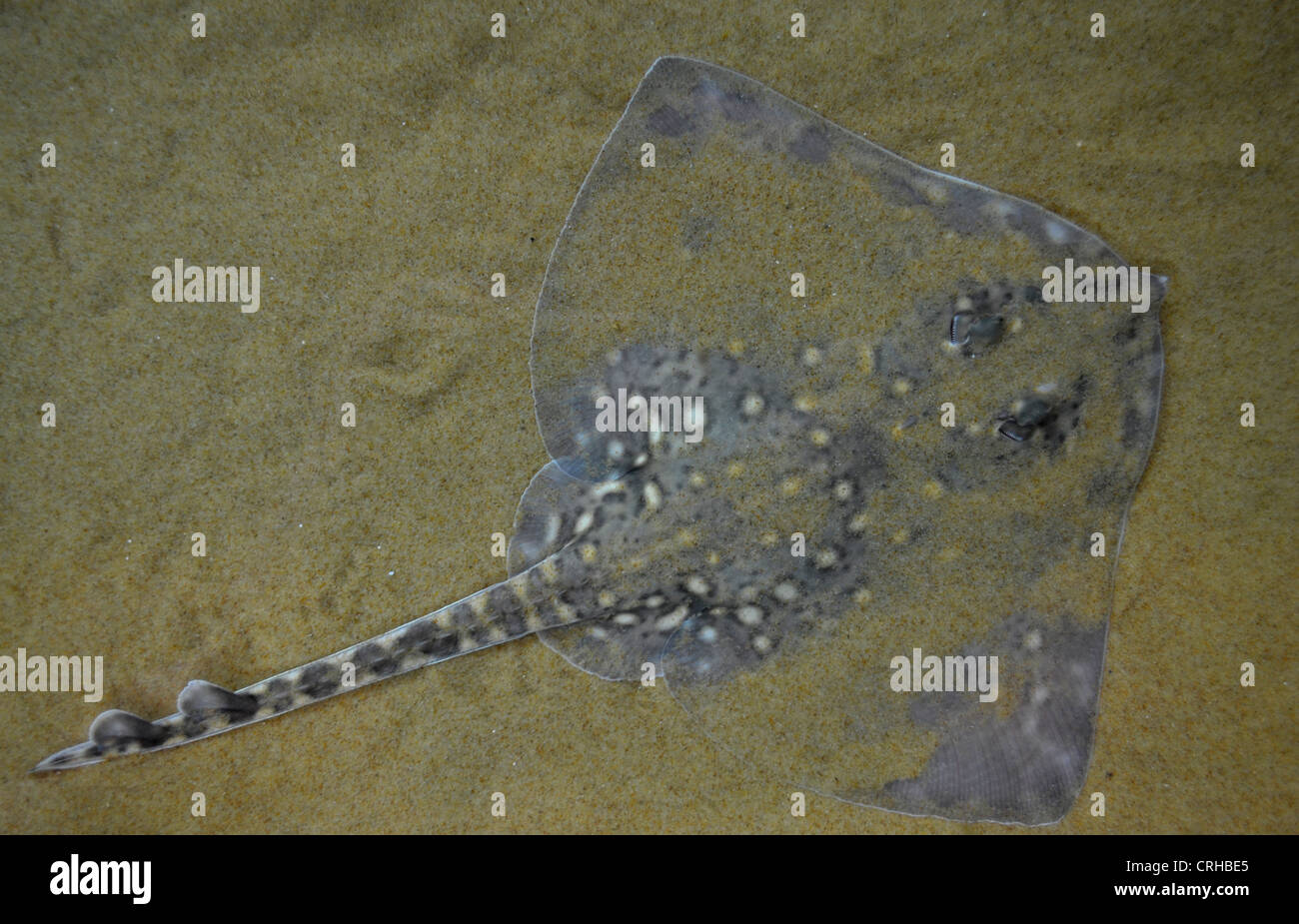 Thornback ray hi-res stock photography and images - Alamy